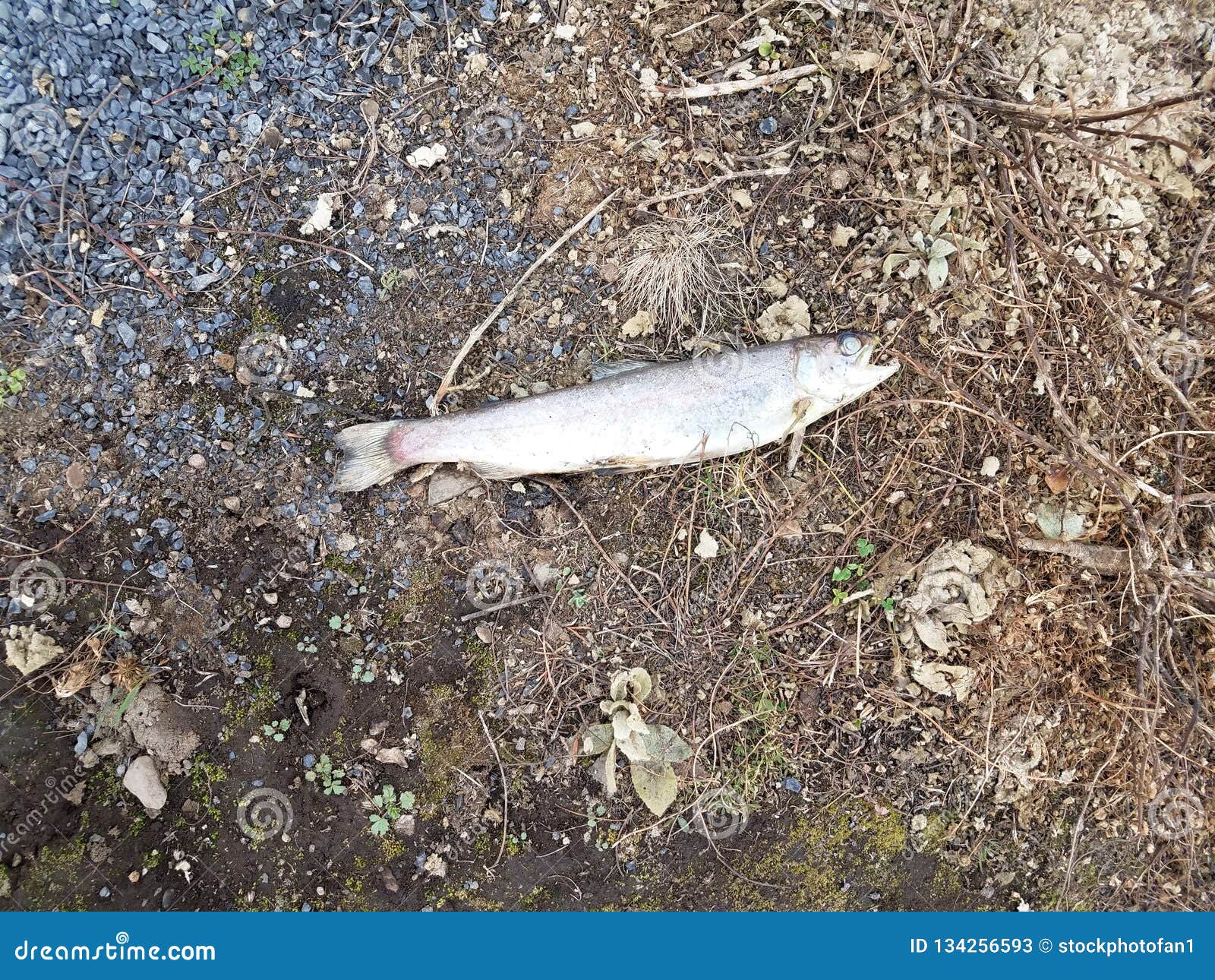 Dead Fish on the Ground with Rocks and Sticks Stock Image - Image of ...