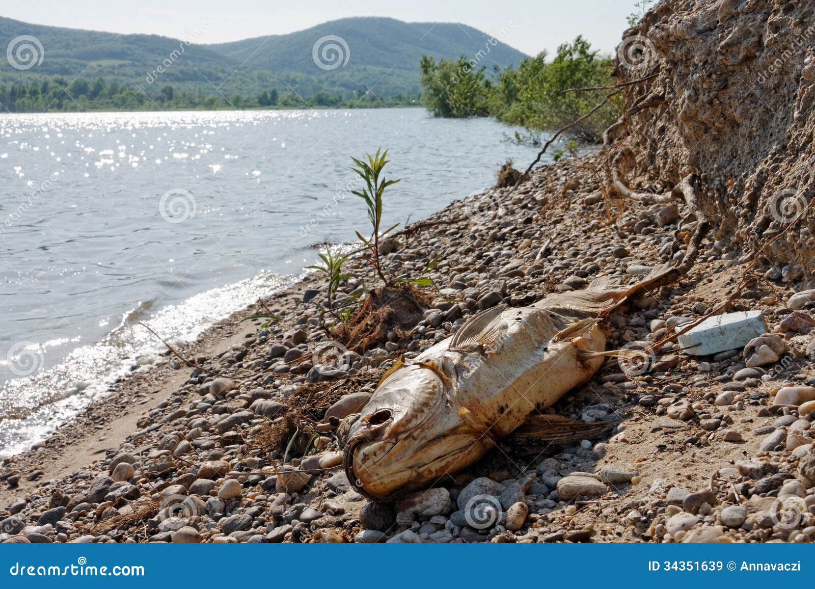 Dead fish on the ground stock image. Image of pollution - 34351639