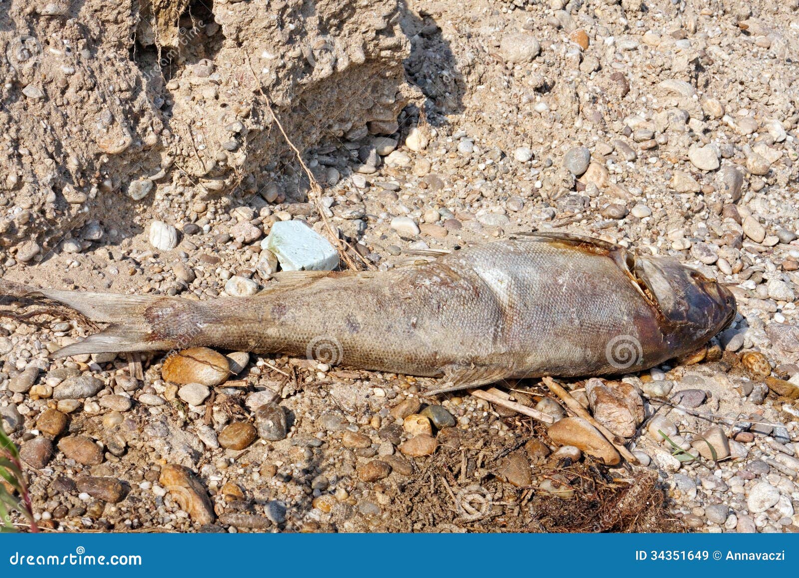 Dead fish on the ground stock image. Image of natural - 34351649