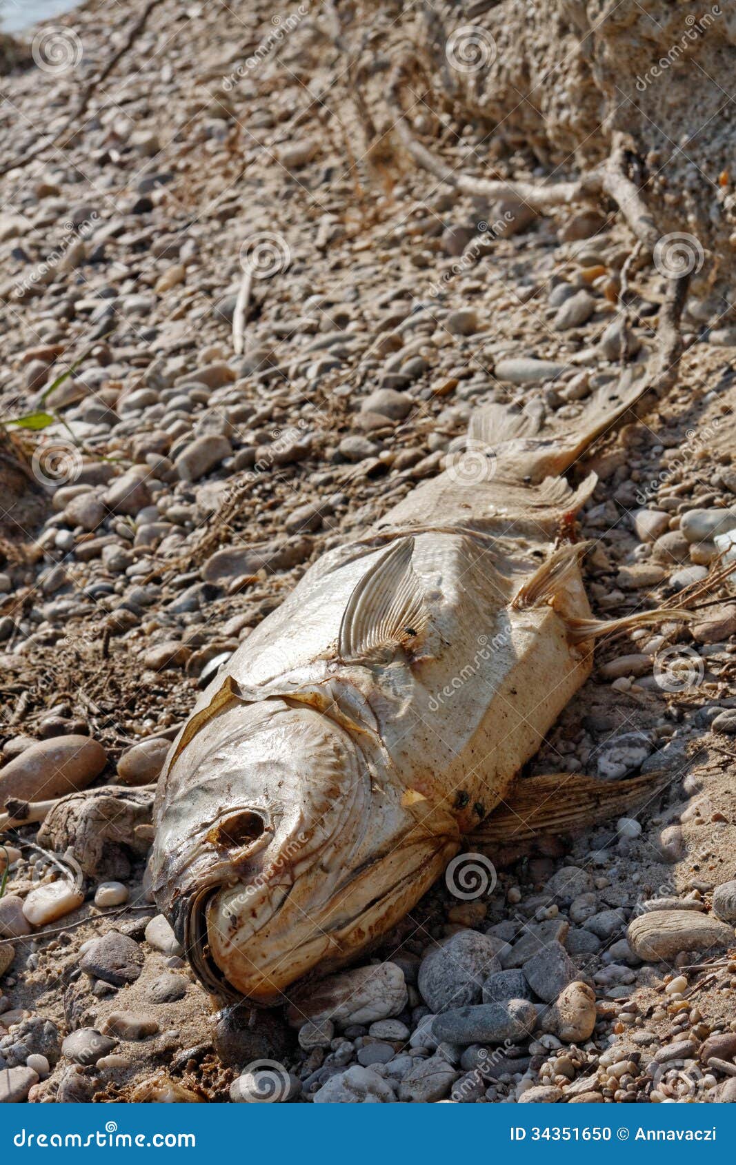 Dead fish on the ground stock photo. Image of environment - 34351650