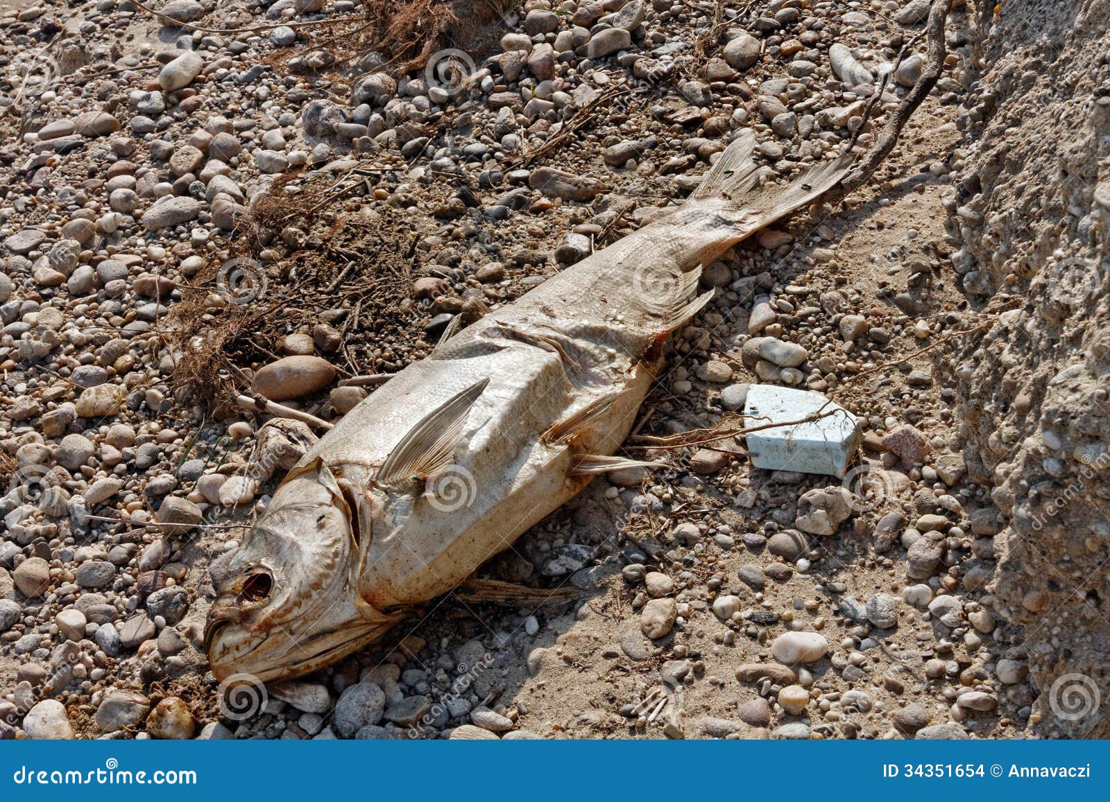 Dead fish on the ground stock photo. Image of soil, environment - 34351654
