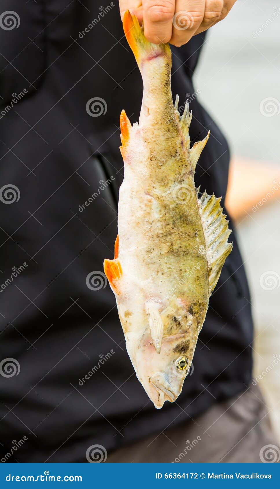 Dead fish in the hand stock photo. Image of mediterranean - 66364172