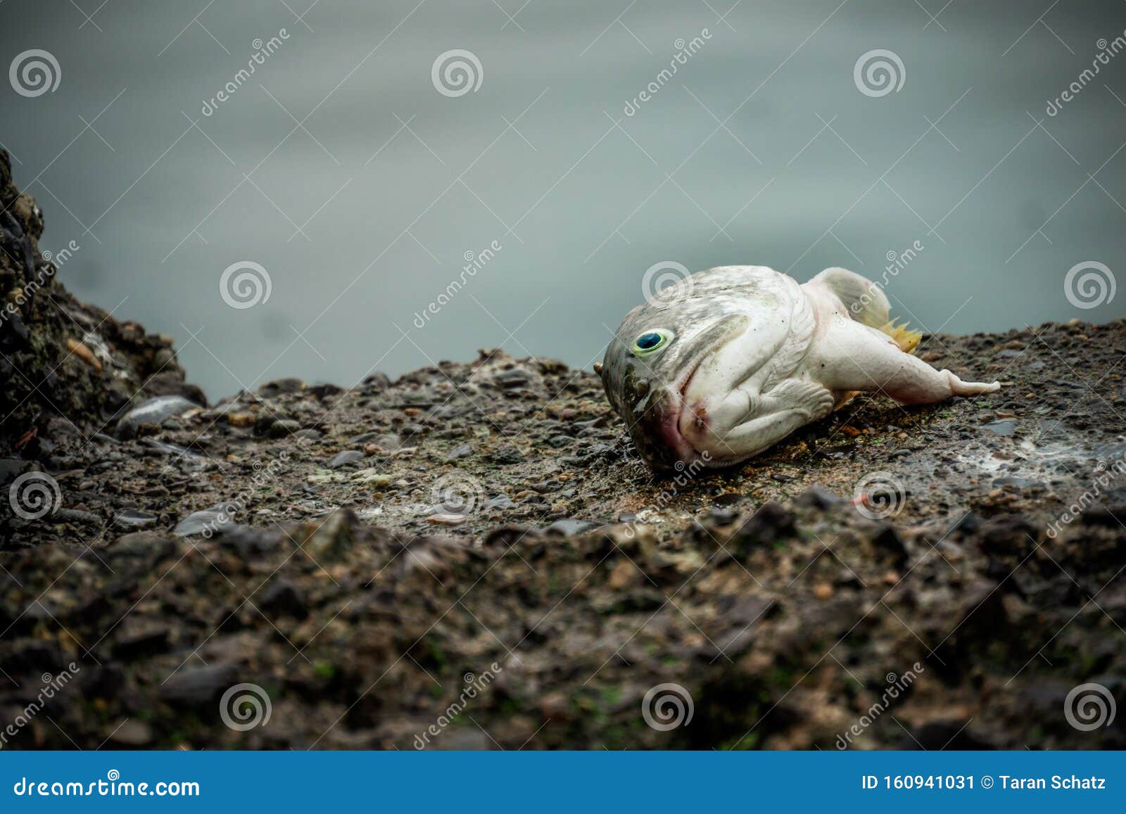 Dead Fish Head Left on the Beach Stock Image - Image of wasteful ...