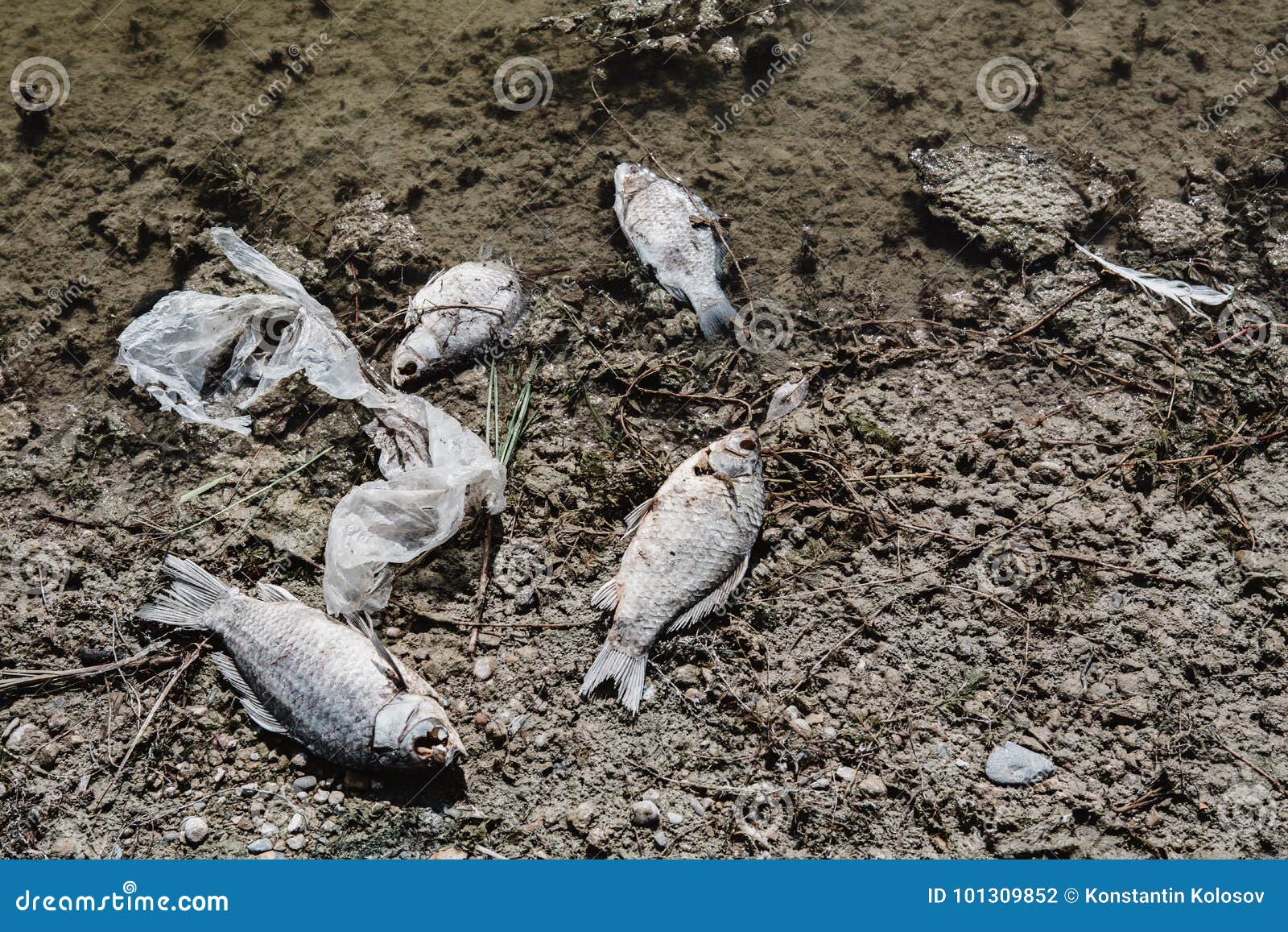 Dead fish on the pond. stock photo. Image of dead, chemical - 101309852