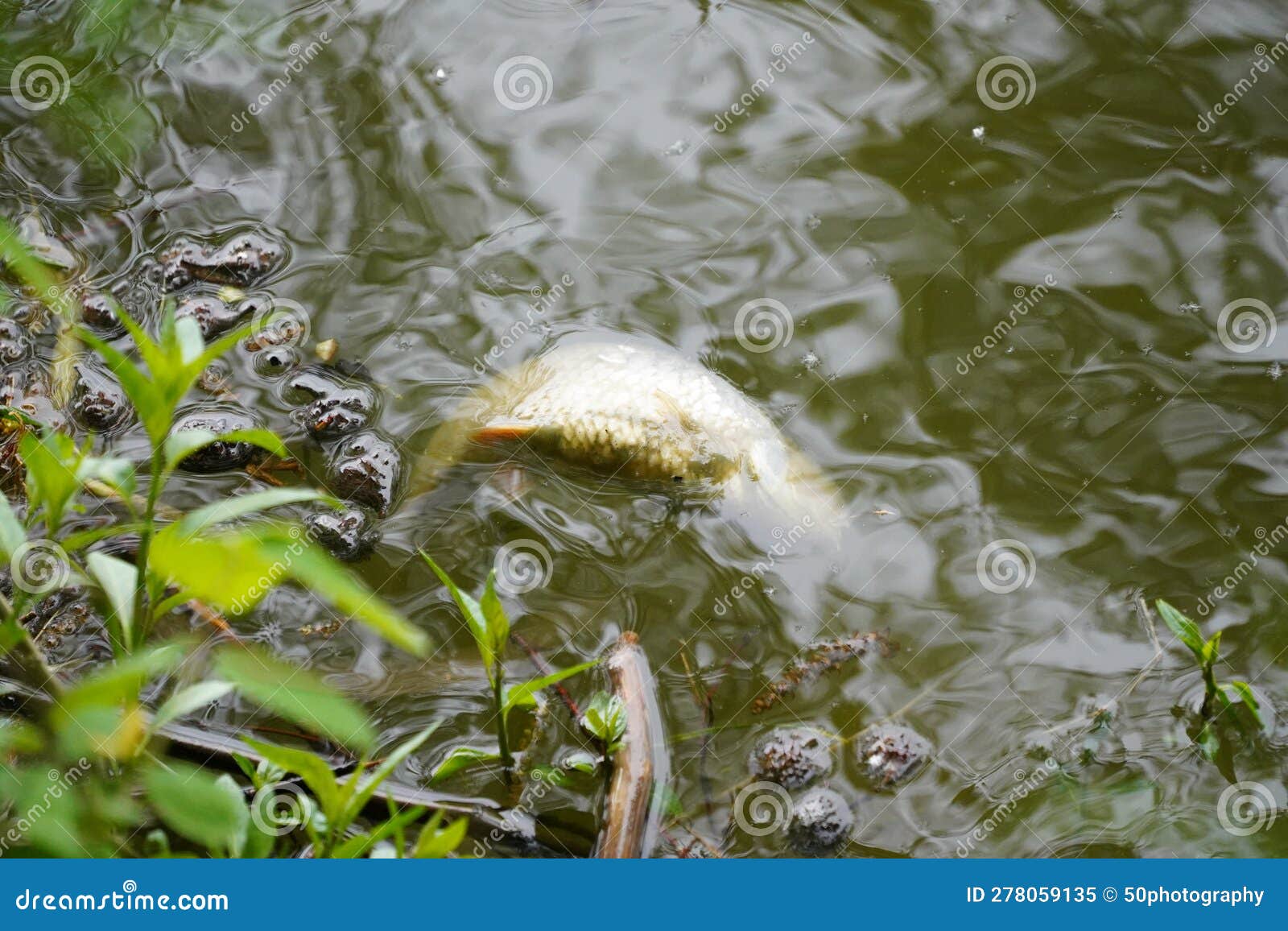Dead Fish in the Lake. Polluted Lake Stock Image - Image of amphibian ...