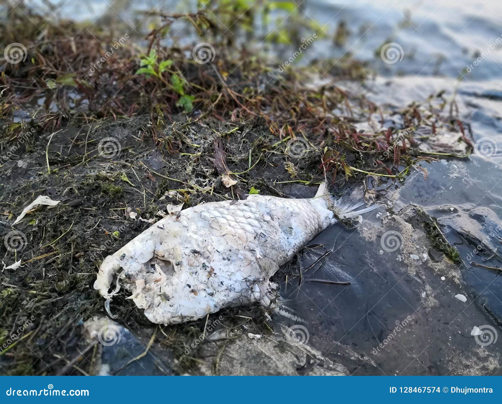The Dead Fish in the Lake.smelling with Fly. Stock Photo - Image of ...