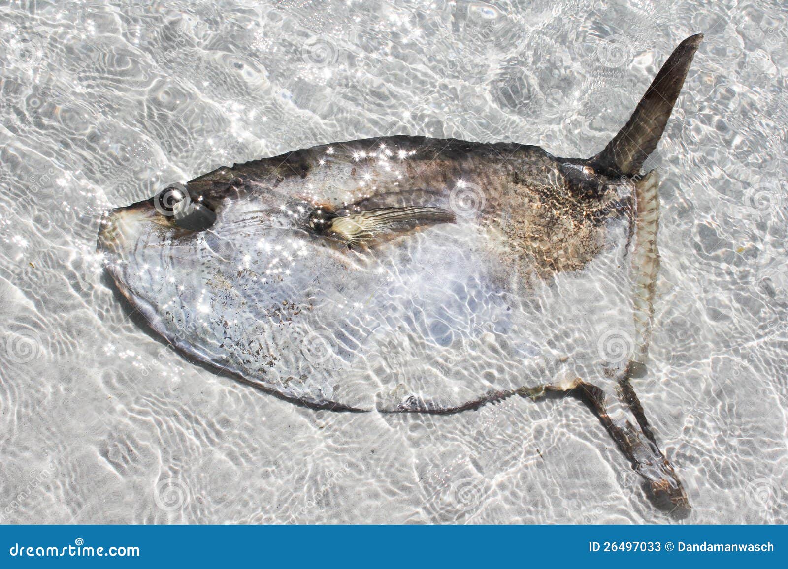 Dead Fish Lying at the Beach Stock Image - Image of contaminated ...