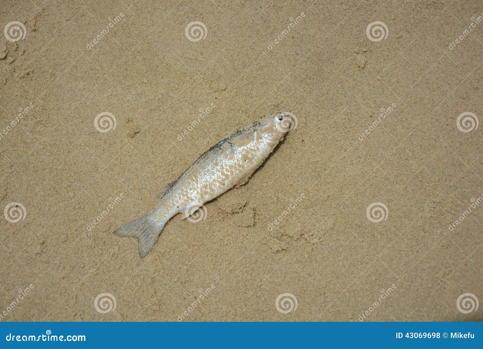 Dead fish stock photo. Image of ecology, issue, health - 43069698