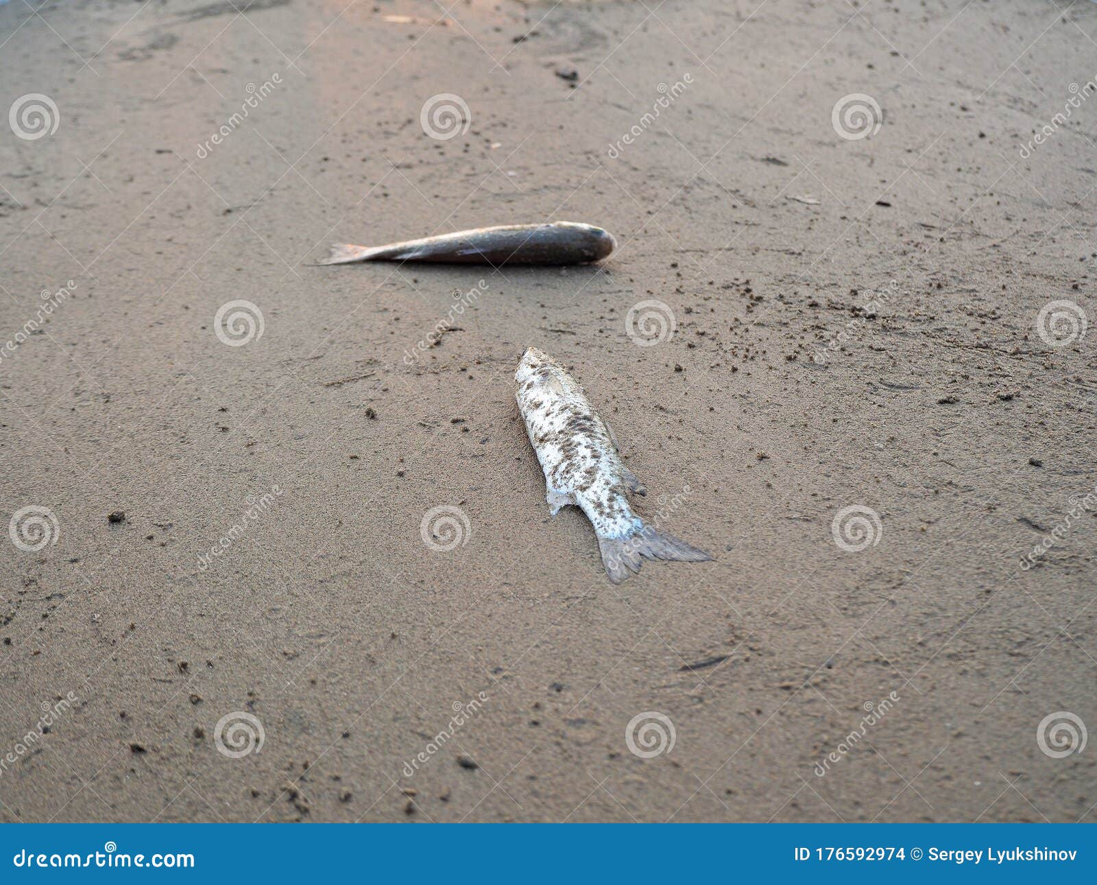 Dead Fish Lying on a Sandy Beach. Concept of Ecology and Environmental ...