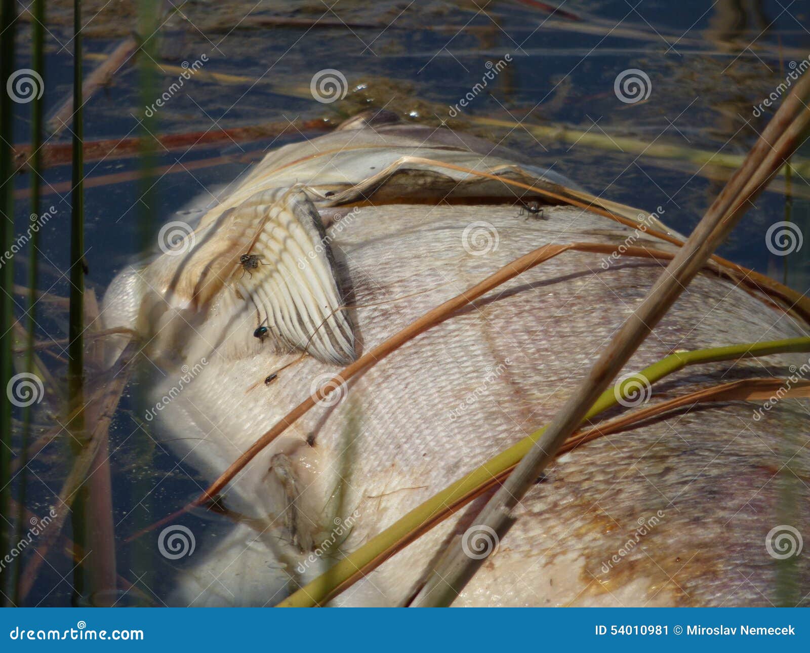 Dead fish stock image. Image of disaster, carcase, corpse - 54010981