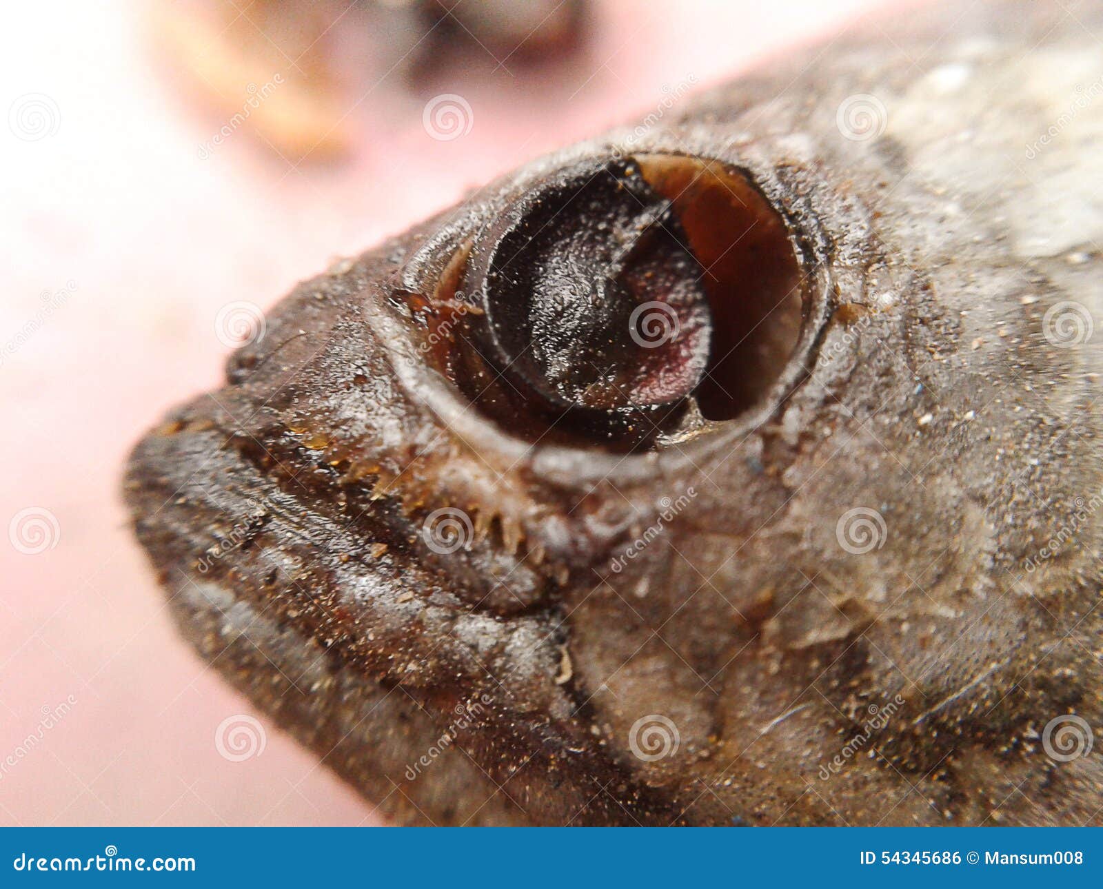 Dead fish stock photo. Image of head, dead, fish, animal - 54345686