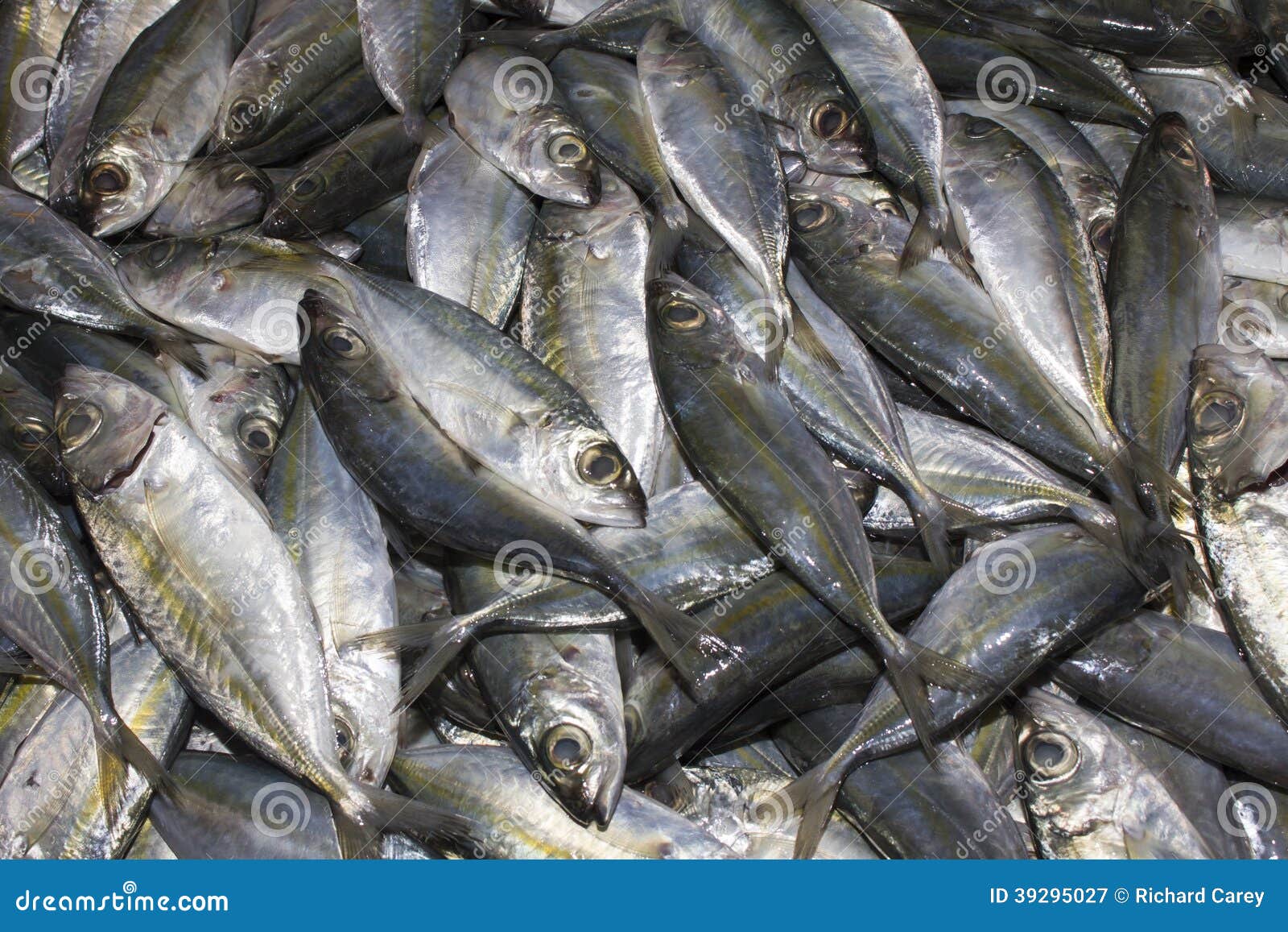 Dead fish at market stock image. Image of overfishing - 39295027