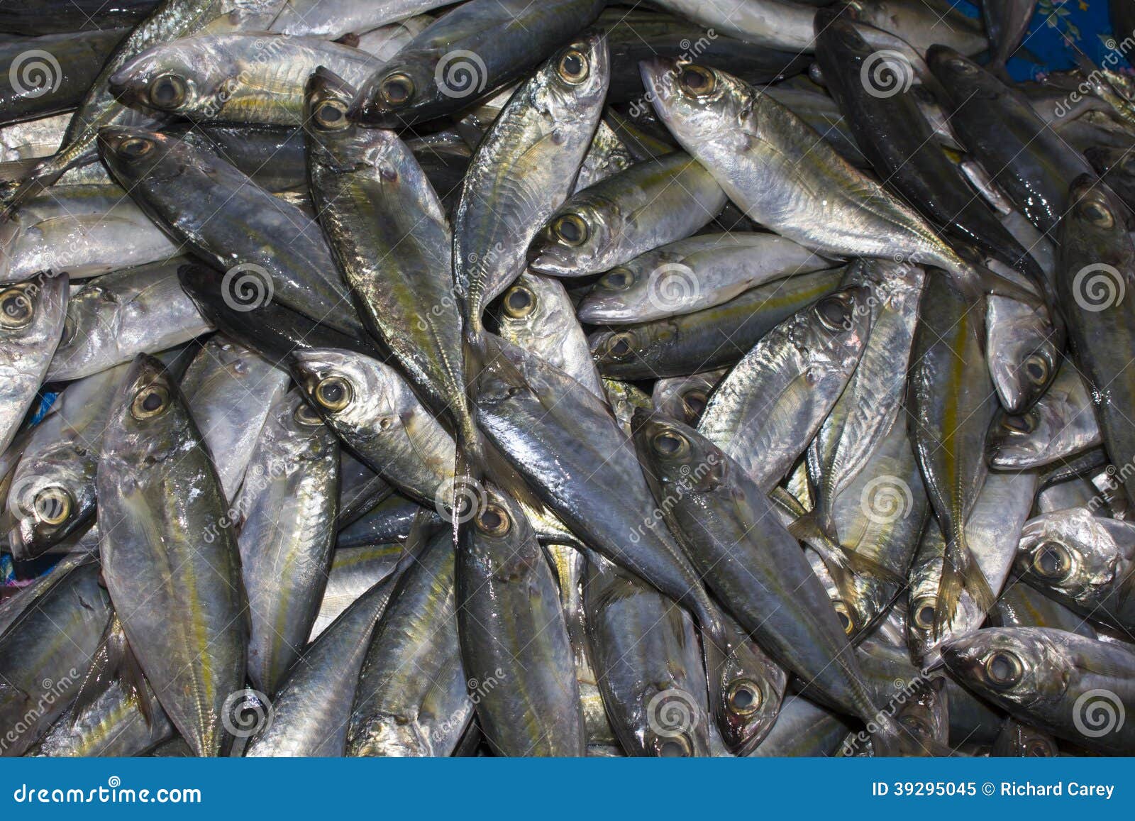 Dead fish at market stock image. Image of asia, fishery - 39295045