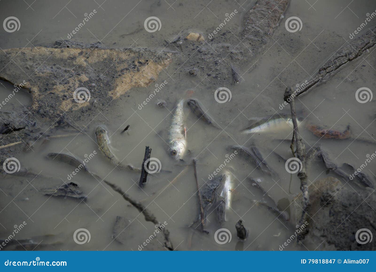 Dead Fish after a Natural Disaster Stock Image - Image of death, bird ...