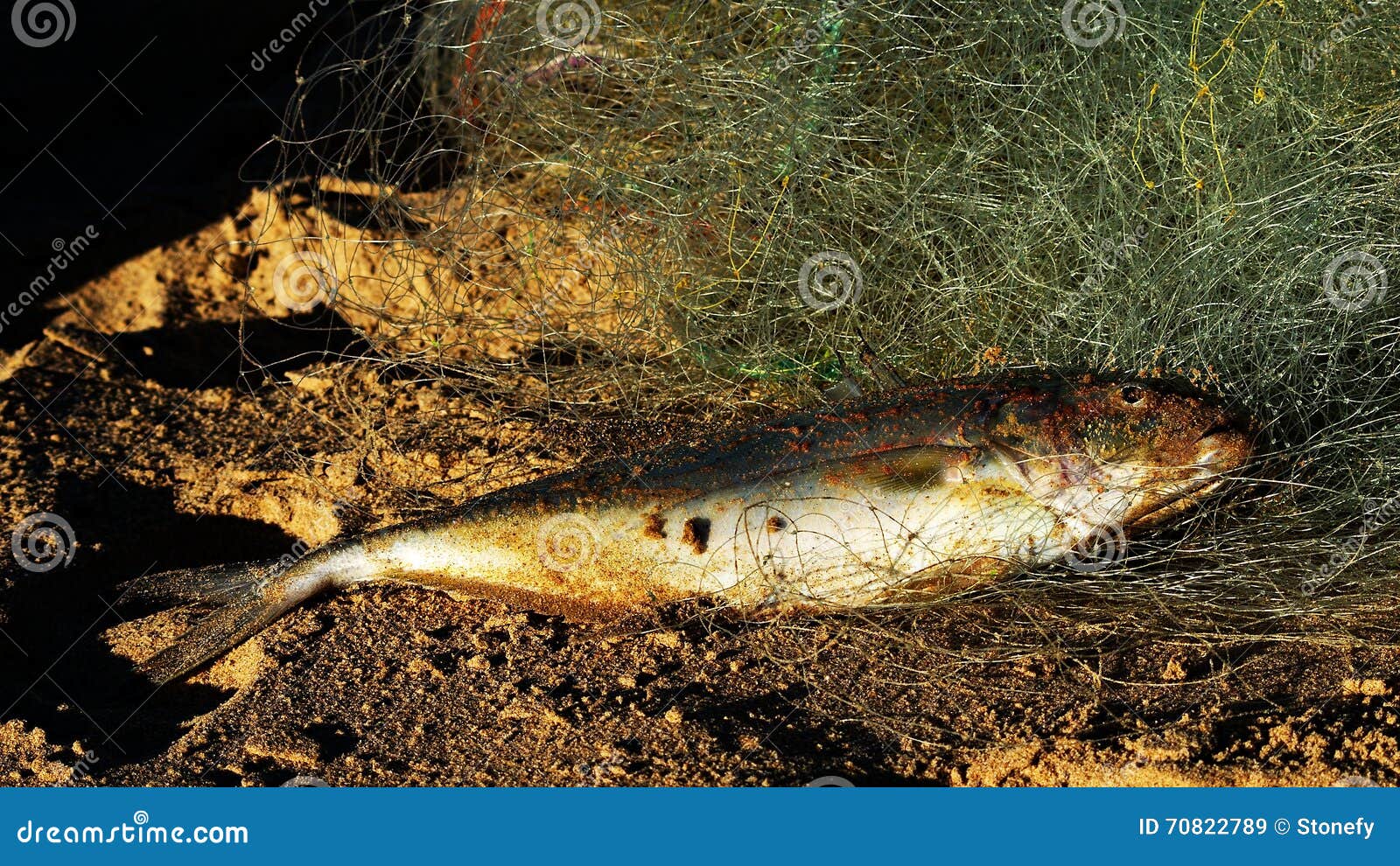 Dead fish in nets stock image. Image of bulk, background - 70822789