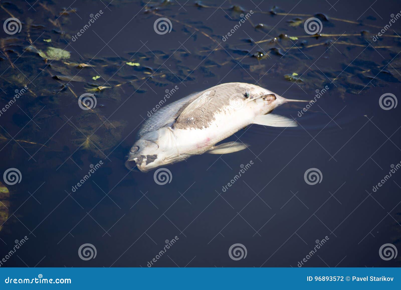 Dead fish stock photo. Image of contamination, contaminate - 96893572