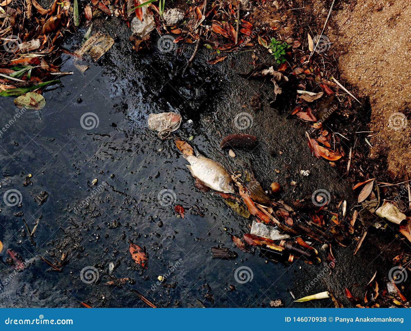Dead Fish because Plastic Garbage in River , Pollution and Environment ...