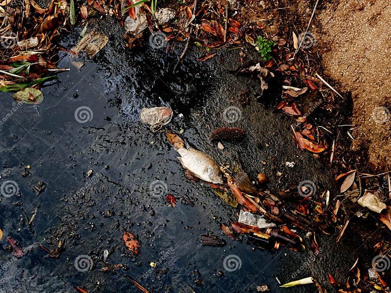 Dead Fish because Plastic Garbage in River , Pollution and Environment ...