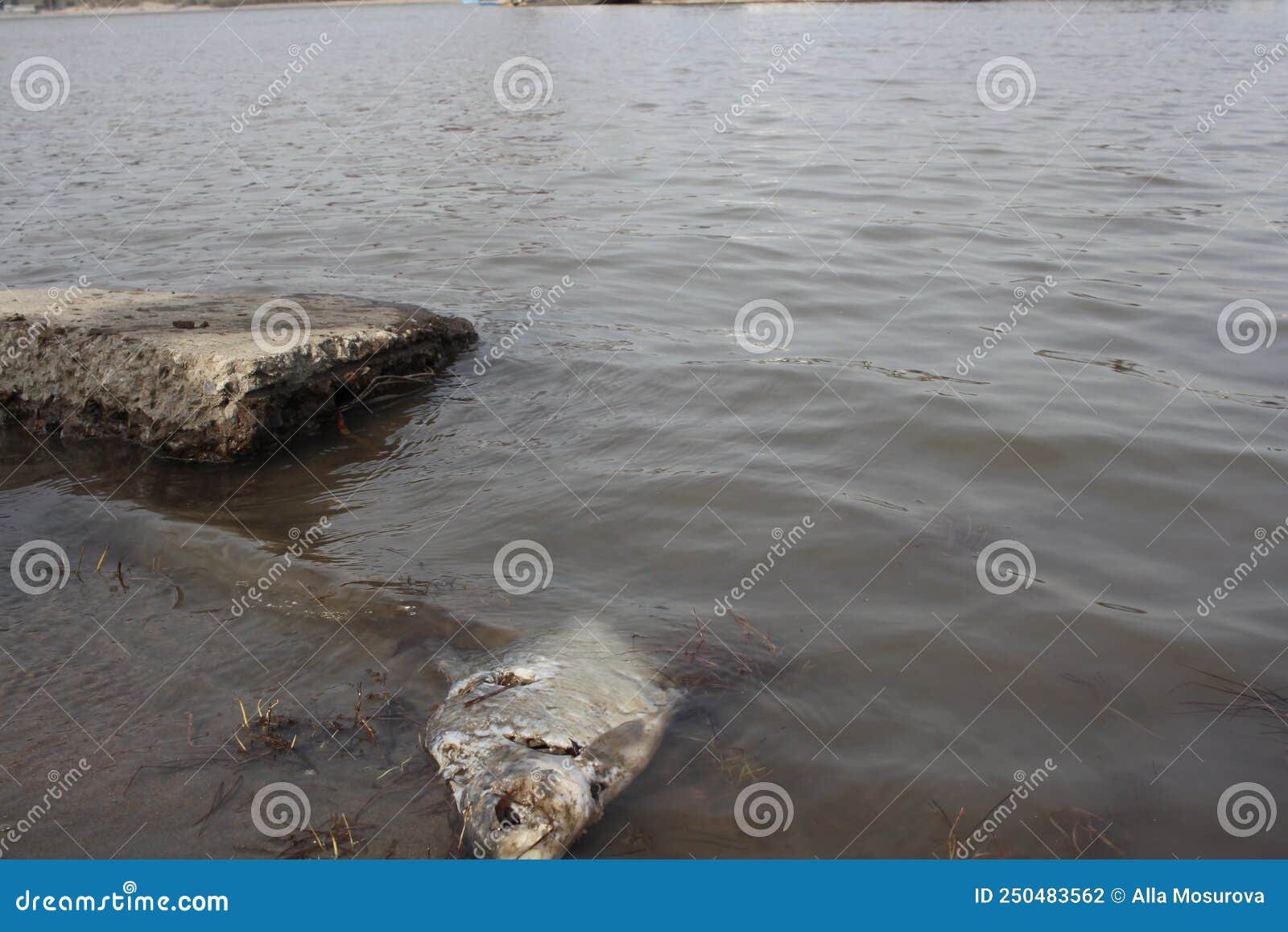 Dead Fish in a Poisoned River Ecological Disaster Stock Photo - Image ...