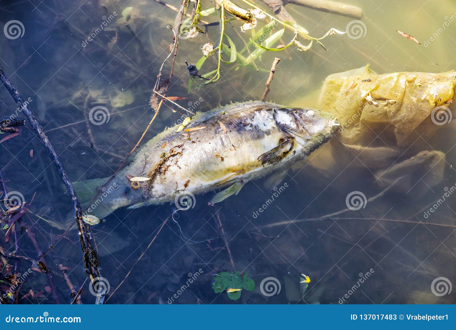 Polluted Lake. Pollution In Water. Plastic Bottles. Diseases And ...