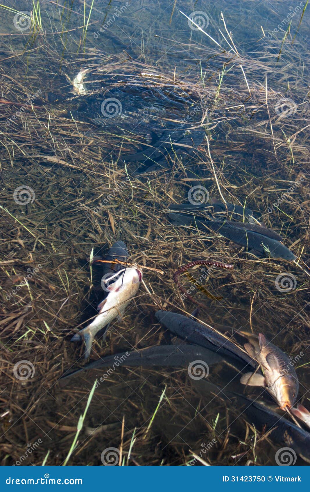 Dead Fish in Polluted Pond, Ecological Disaster Stock Photo - Image of ...
