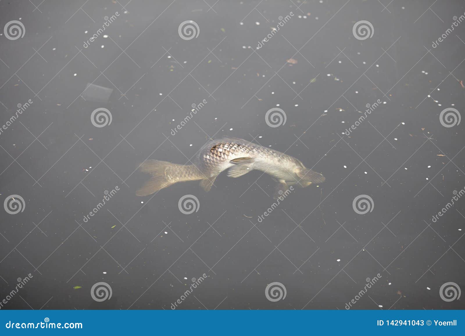 Dead Fish on a Polluted River Stock Image - Image of food, global ...
