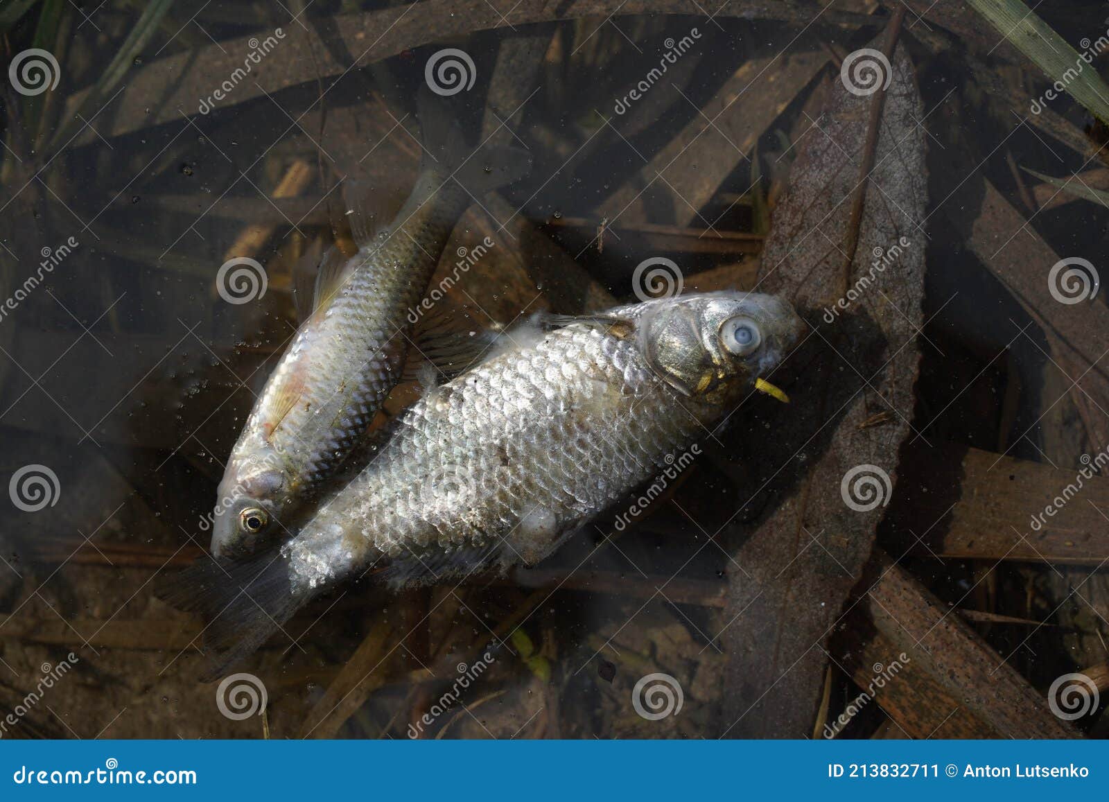 Dead Fish in Polluted Water, Ecological Issues Stock Image - Image of ...