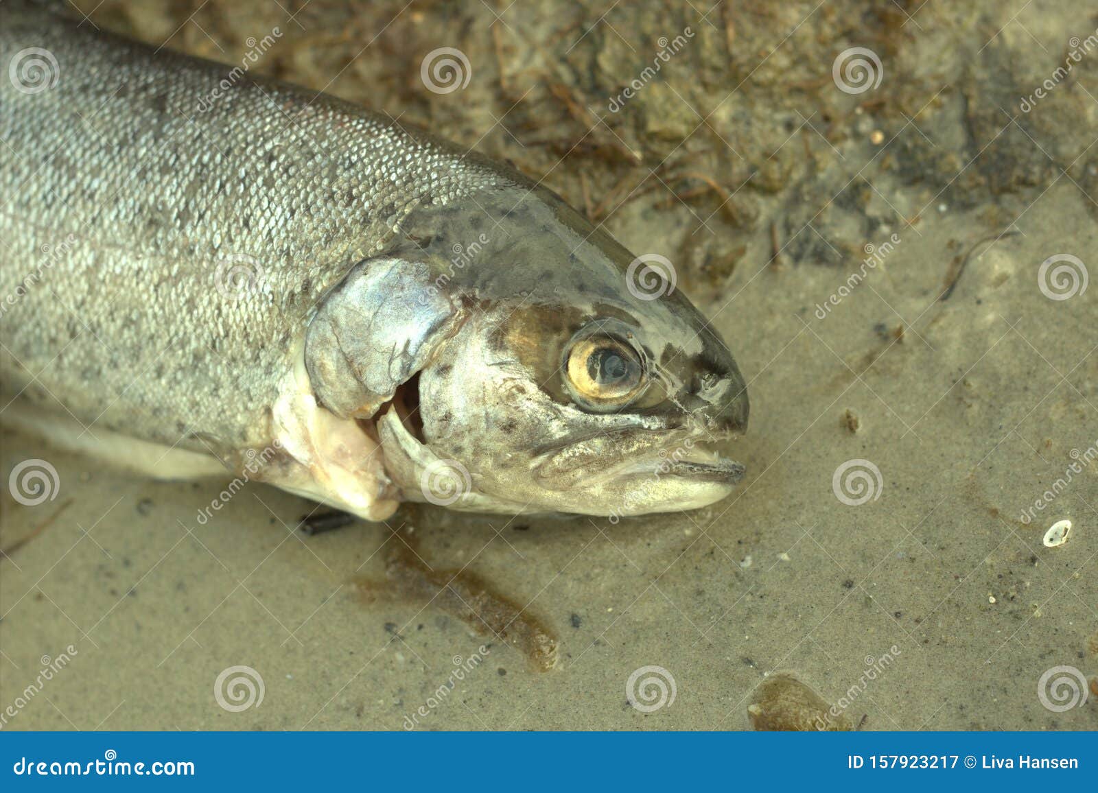 Dead Fish Pollution in Ocean Environmental Problem. Plastic Contaminate ...