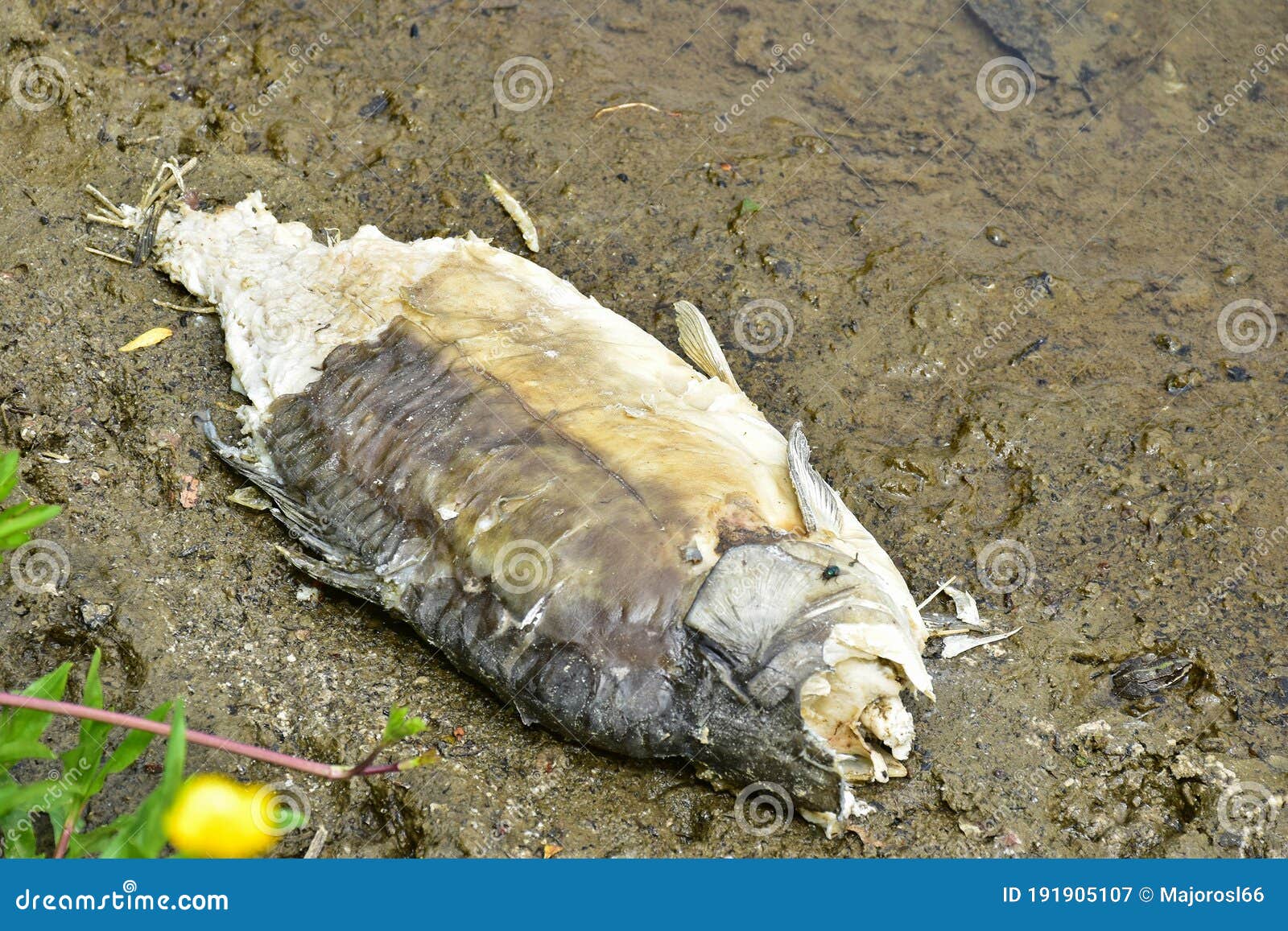 Dead fish at the pond stock image. Image of closeup - 191905107