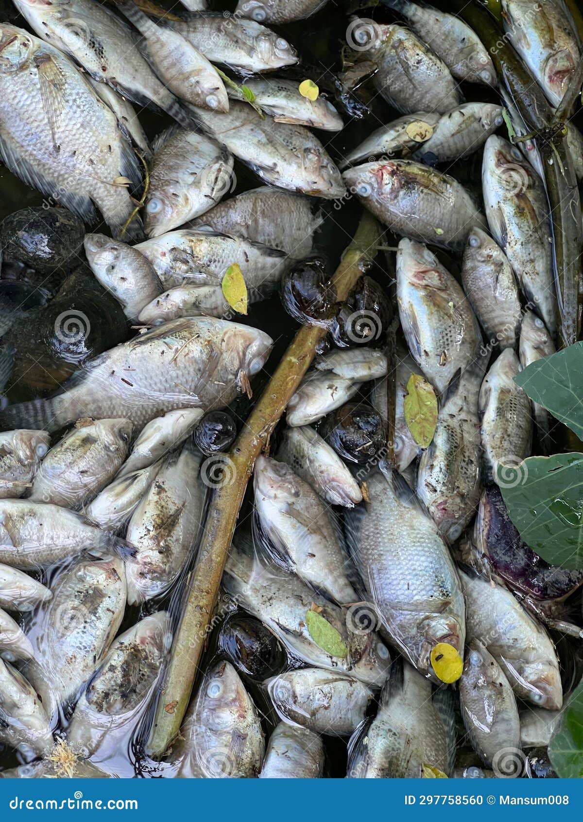 Dead fish in the pond stock photo. Image of water, environment - 297758560