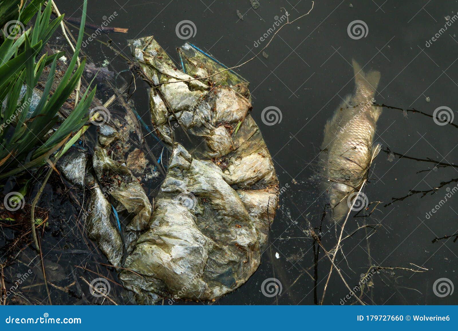 The dead fish in the pond stock photo. Image of dirty - 179727660