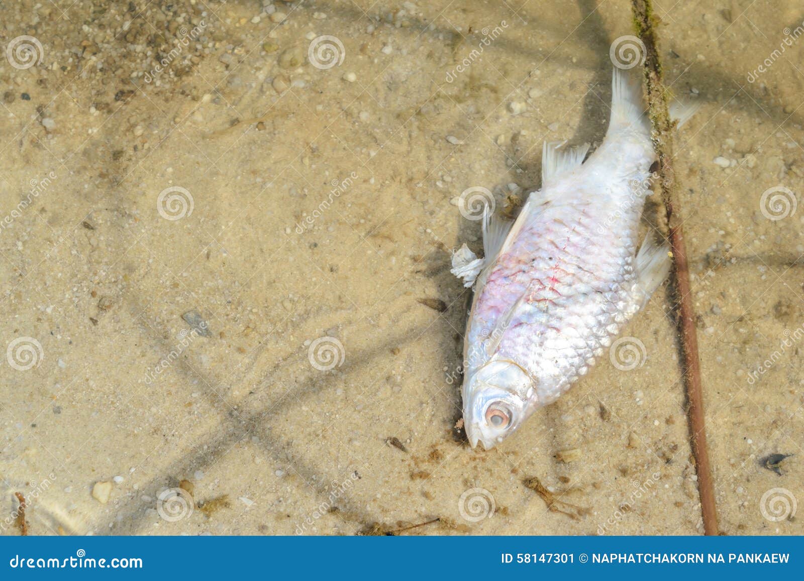 Dead fish in pond stock image. Image of danger, smell - 58147301