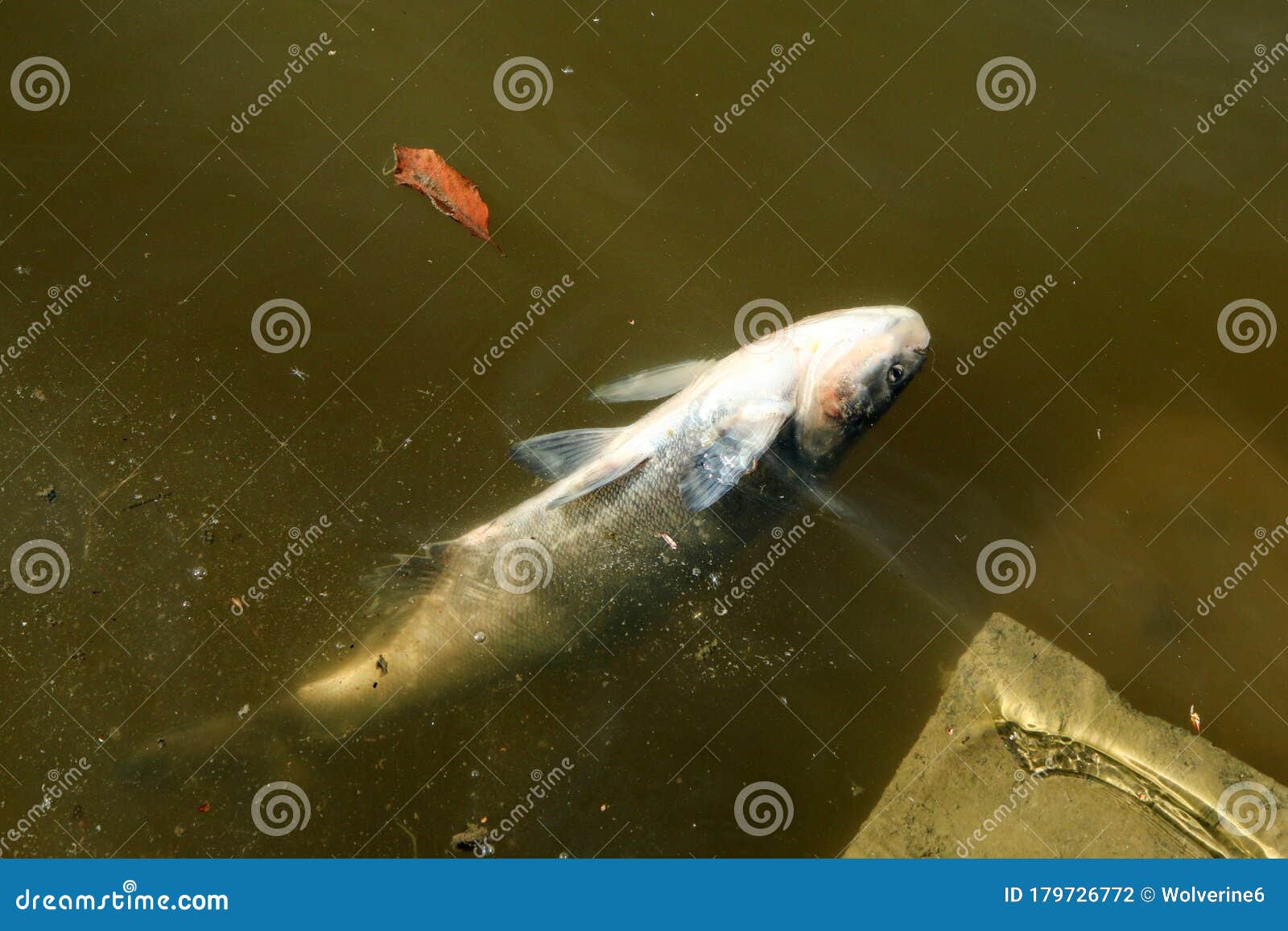 The dead fish in the pond stock photo. Image of contamination - 179726772