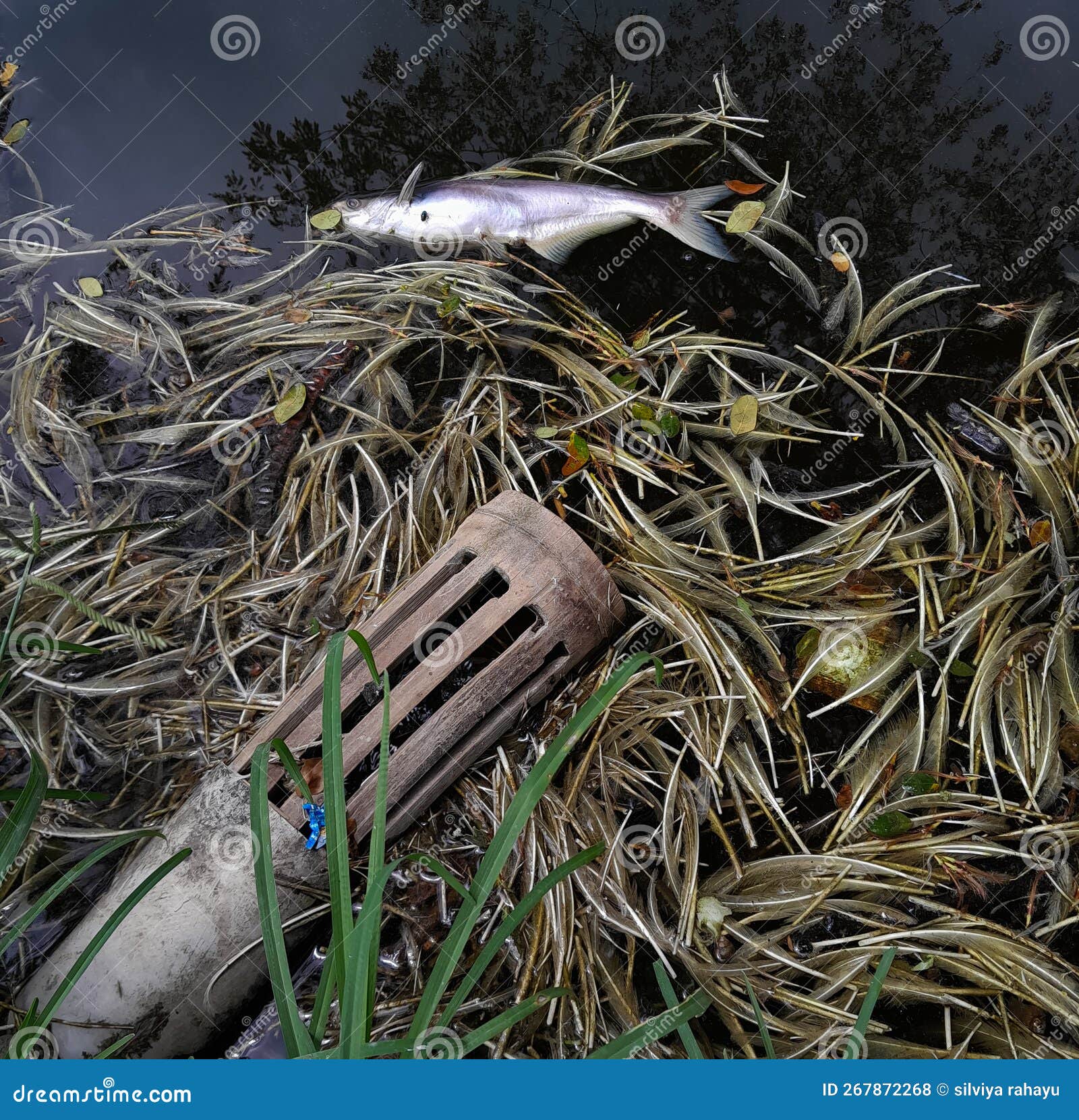 Dead Fish in a Pool Where the Water is Murky Stock Photo - Image of ...