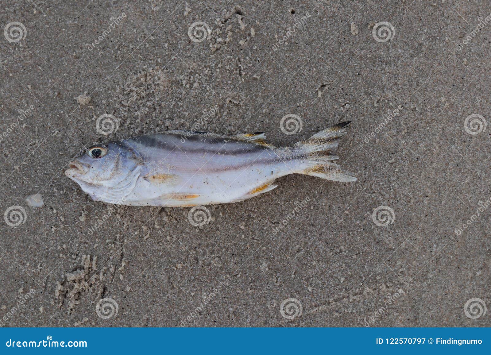 Dead fish lie on the beach stock image. Image of decay - 122570797