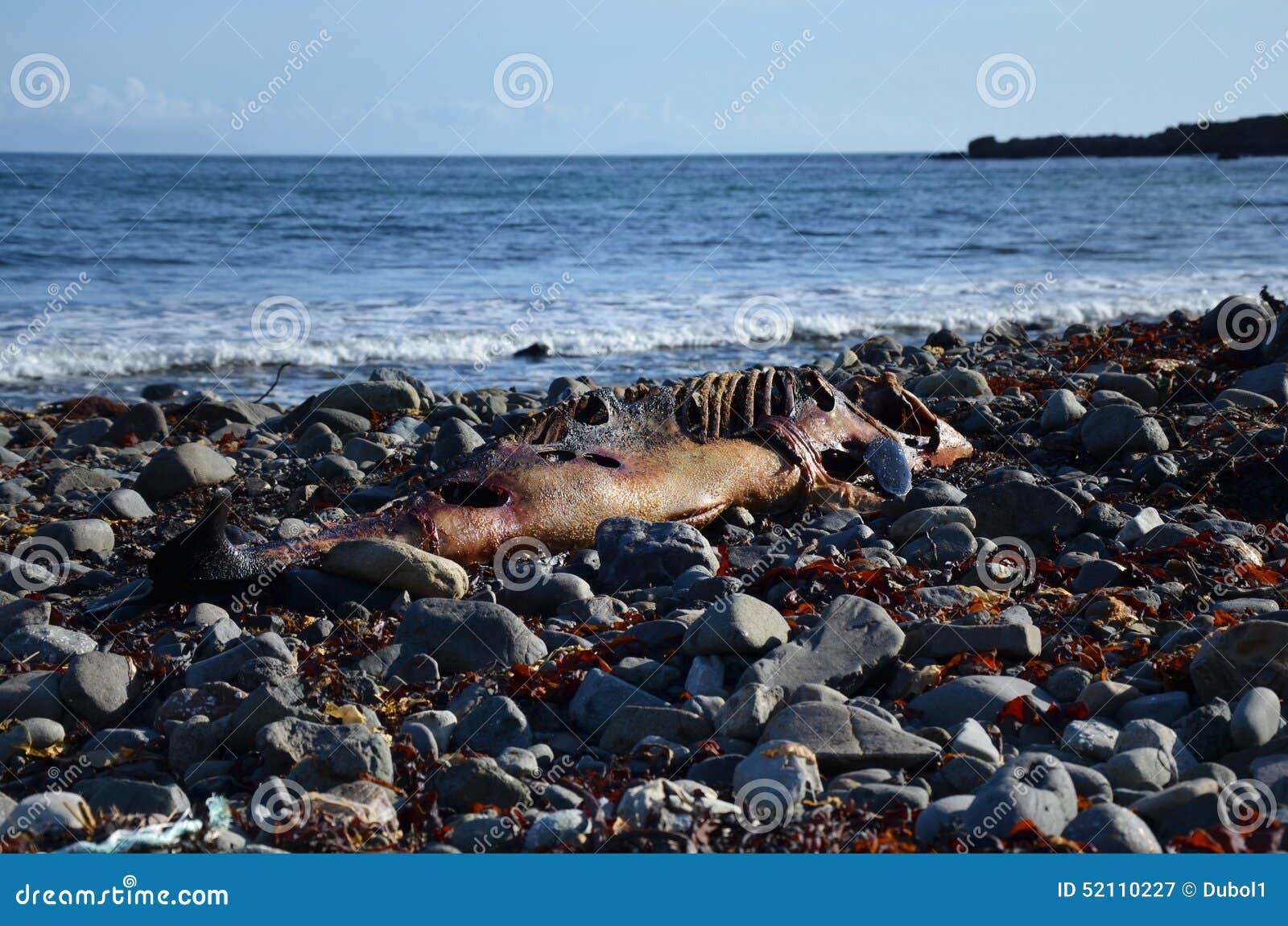 Dead fish remains stock image. Image of nature, animals - 52110227