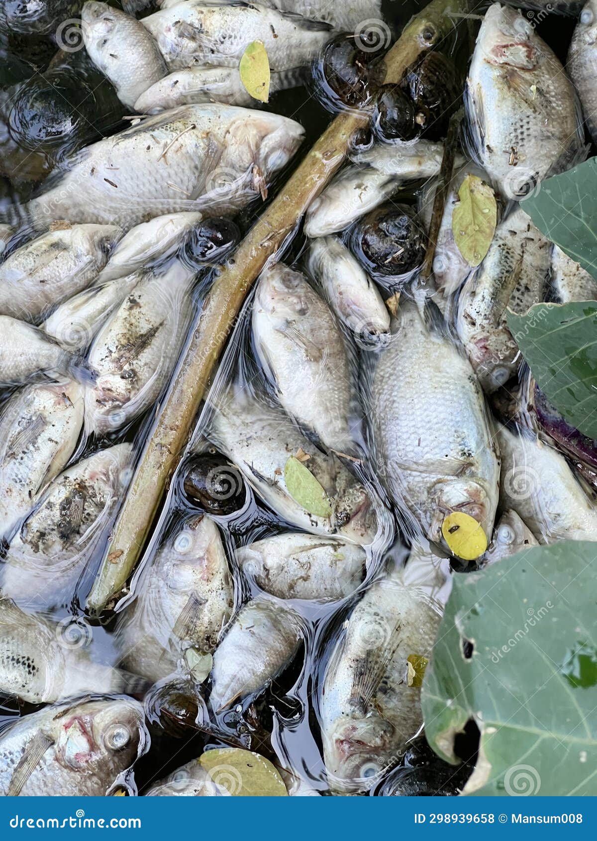 Dead fish in the river stock photo. Image of closeup - 298939658