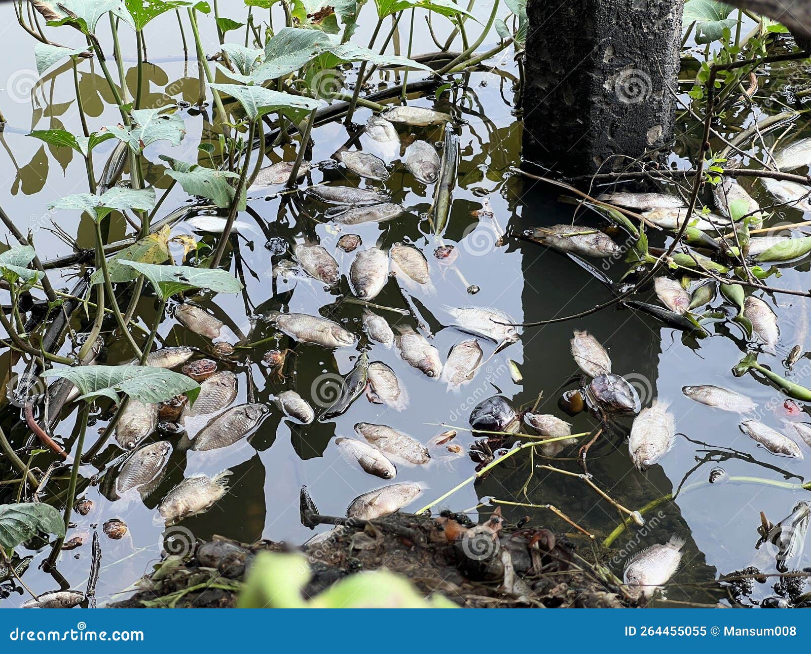 Dead fish on the river stock image. Image of nature - 264455055