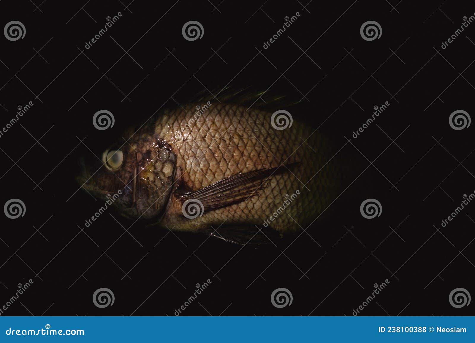Dead fish on the river. stock photo. Image of waste - 238100388
