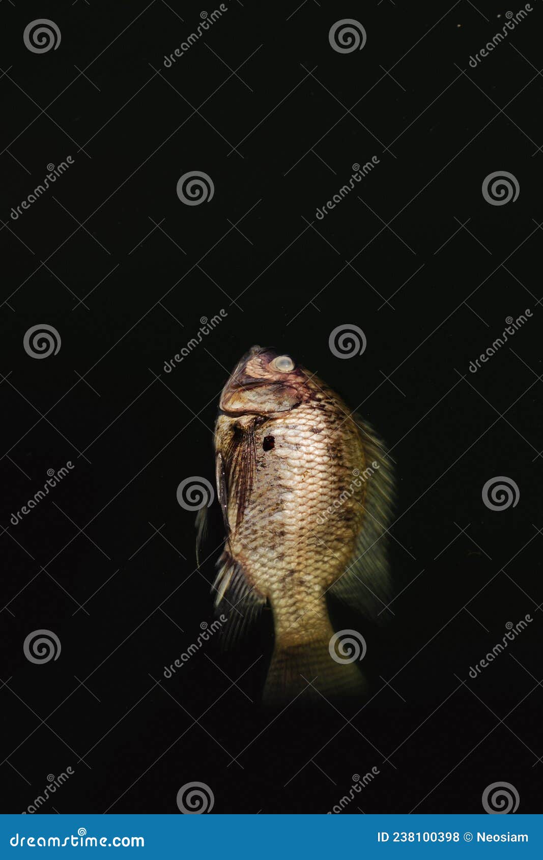 Dead fish on the river. stock photo. Image of dark, death - 238100398