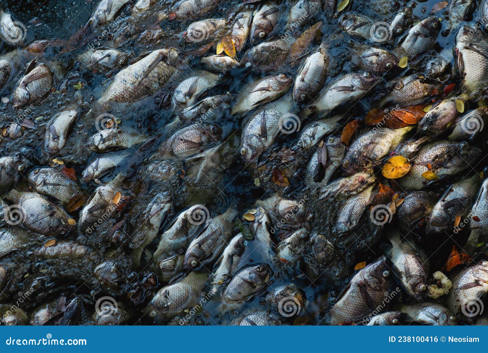 Dead fish on the river. stock photo. Image of dead, pollution - 238100416