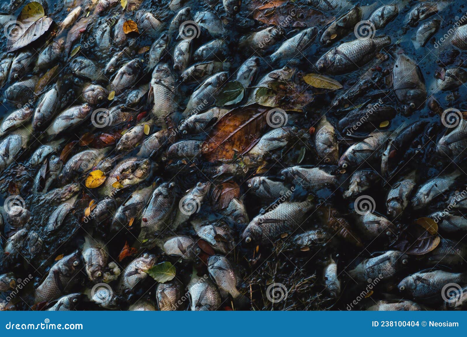 Dead fish on the river. stock photo. Image of death - 238100404