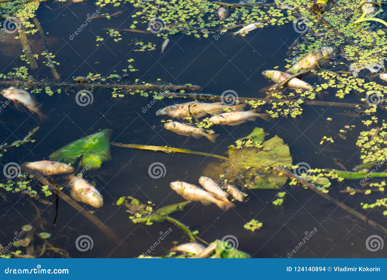Dead Fish in the River because of Pollution of the River. Stock Photo ...