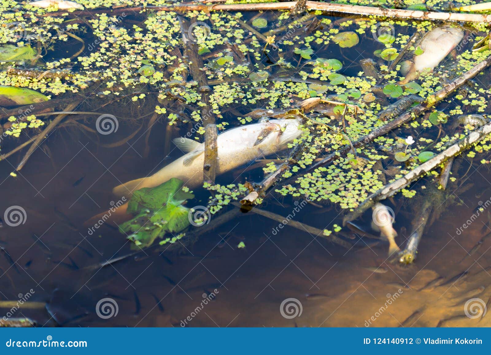 Dead Fish in the River because of Pollution of the River. Stock Photo ...