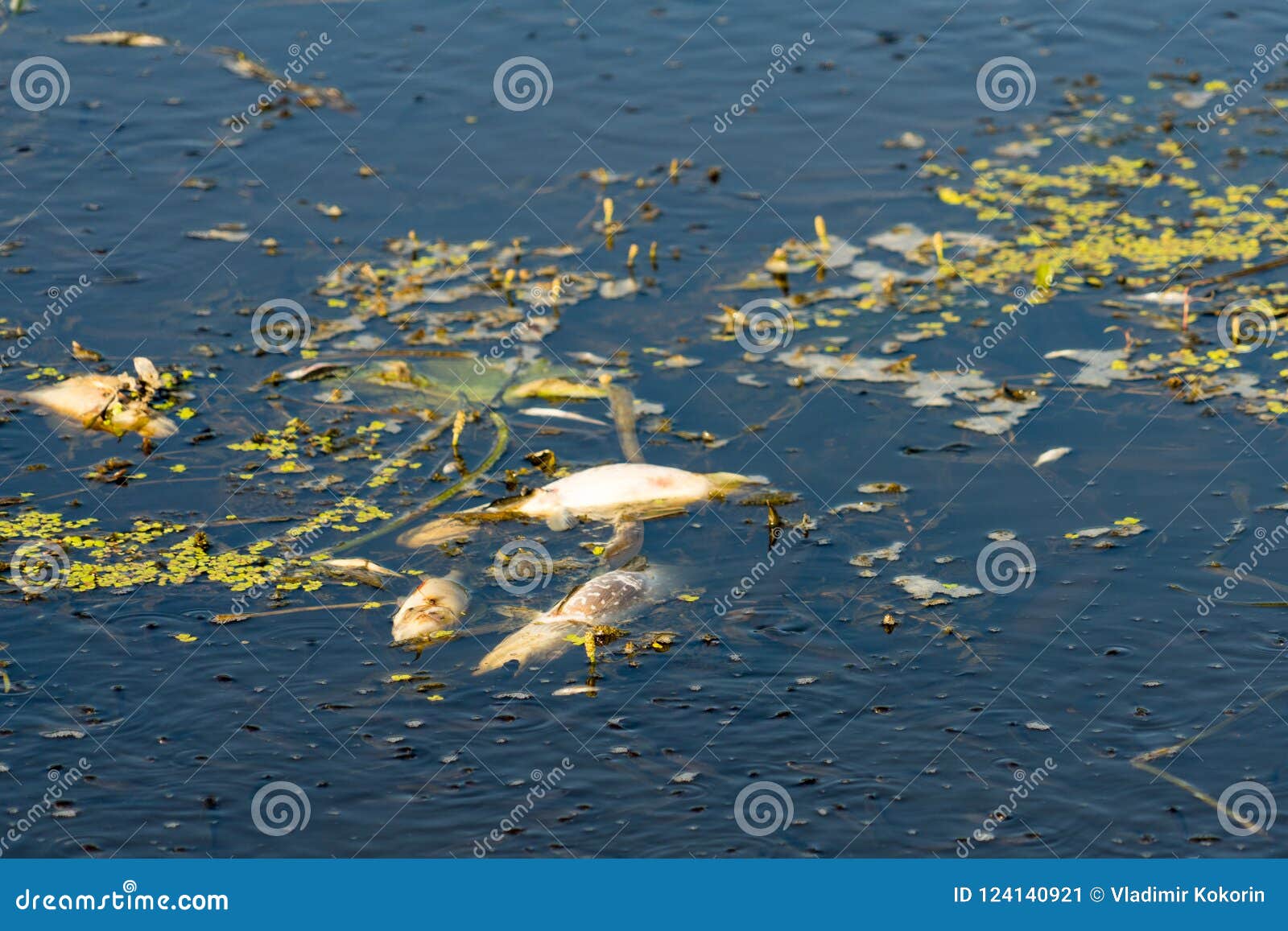 Dead Fish in the River because of Pollution of the River. Stock Image ...