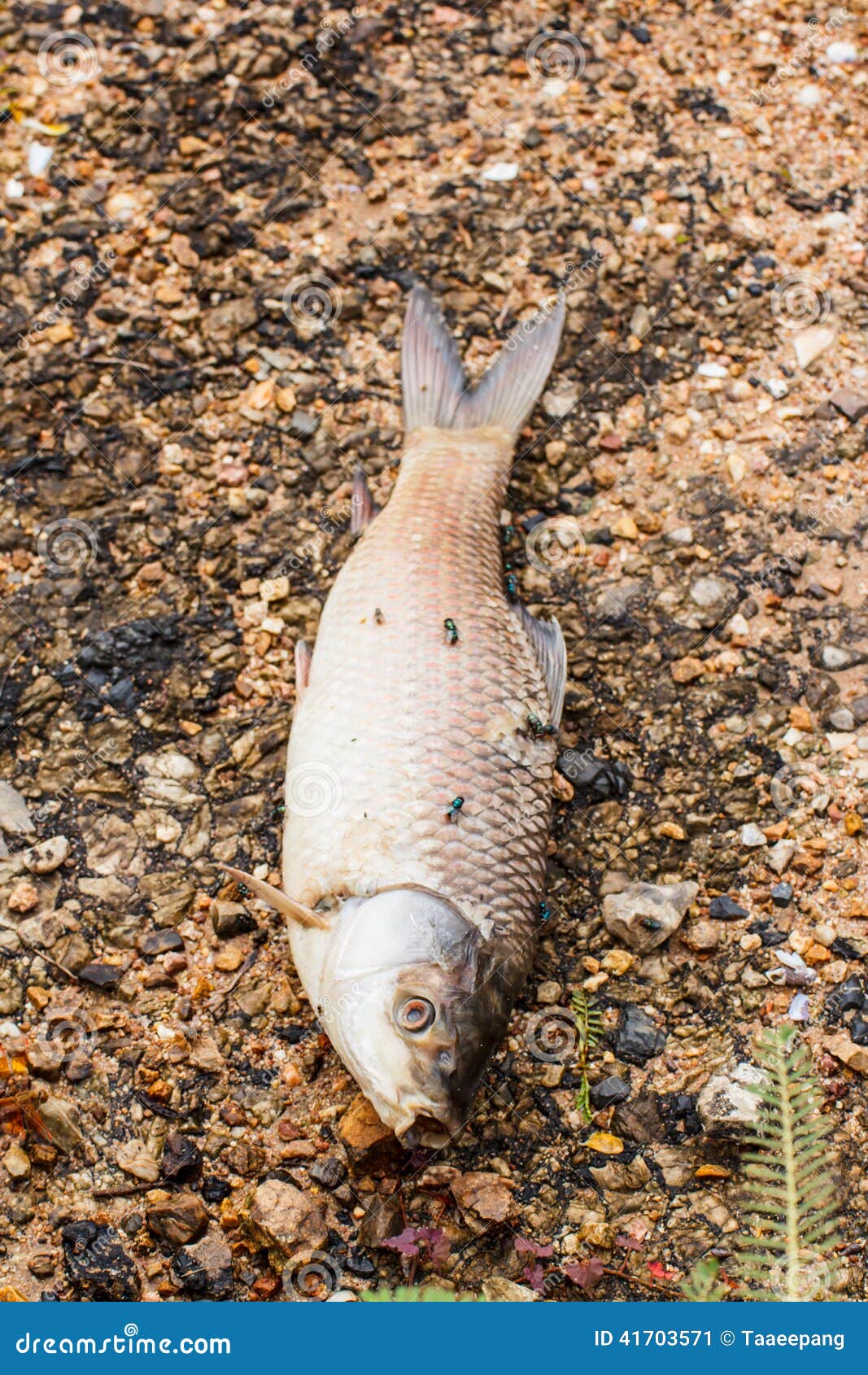 Dead fish in the river stock image. Image of rotten, ecology - 41703571