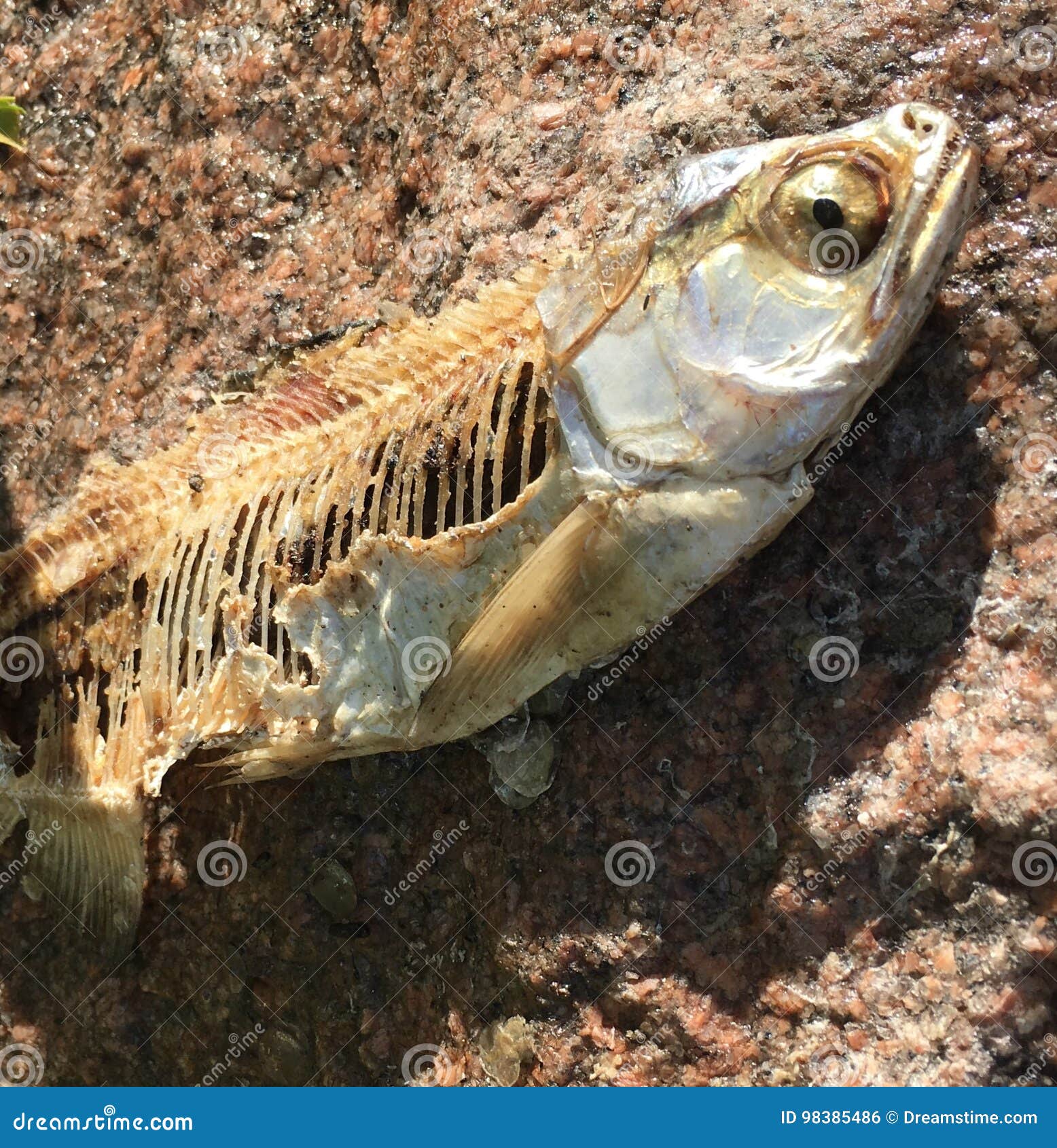 Dead Fish on Rocks with Bones Stock Photo - Image of lying, fishing ...