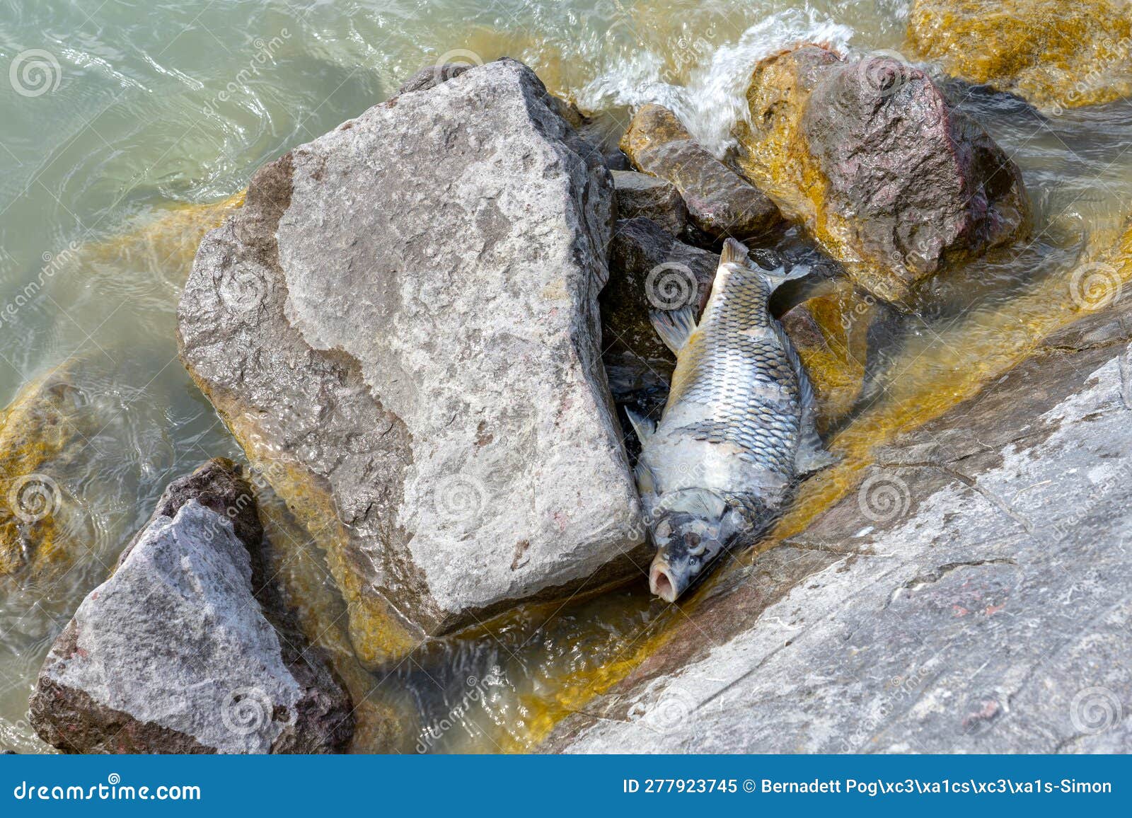 Dead Fish on the Rocks in the Lake Balaton Stock Image - Image of ...