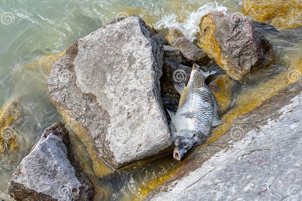 Dead Fish on the Rocks in the Lake Balaton Stock Image - Image of ...