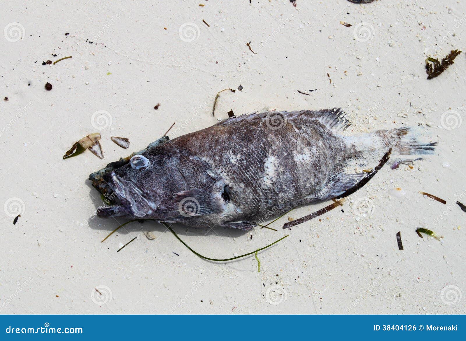 Dead fish on the sand stock photo. Image of beach, white - 38404126